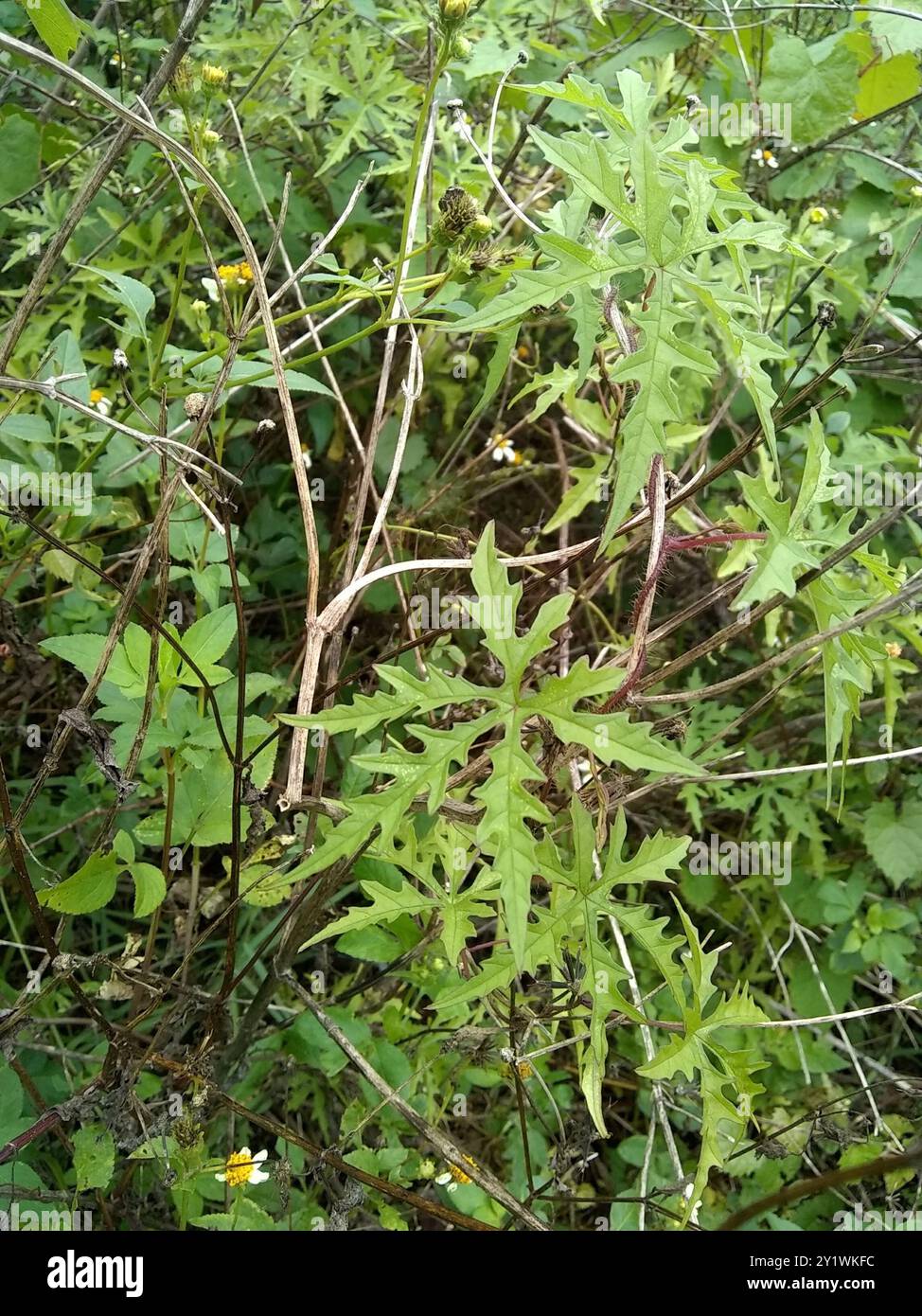Alamo vine (Distimake dissectus) Plantae Stock Photo - Alamy