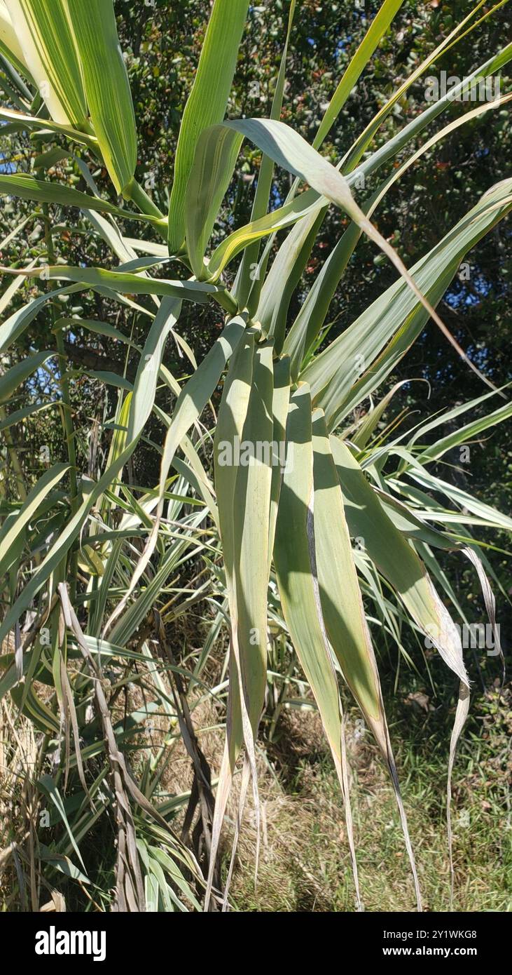 Spanish reed (Arundo donax versicolor) Plantae Stock Photo - Alamy