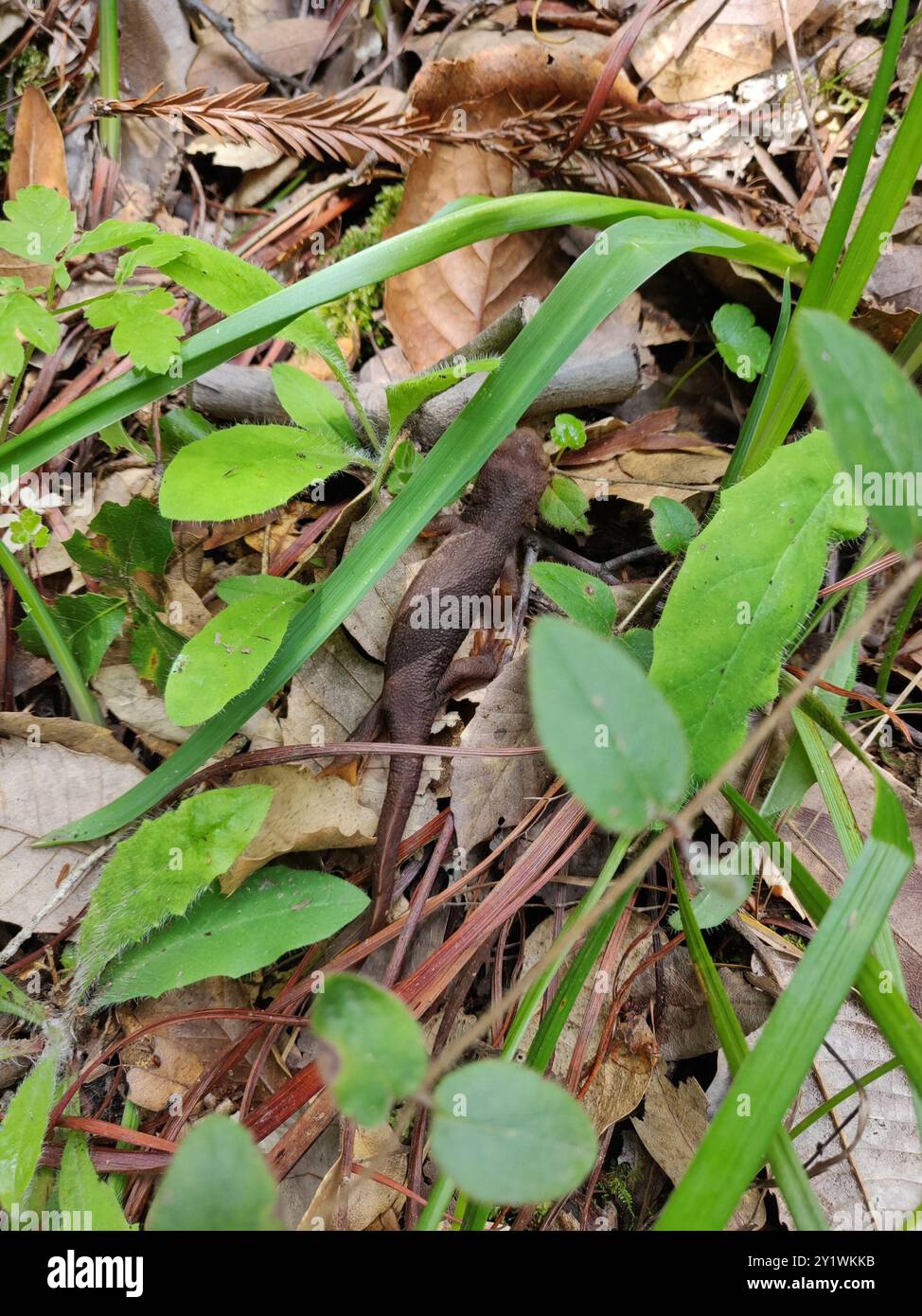 California Newt (Taricha torosa) Amphibia Stock Photo - Alamy