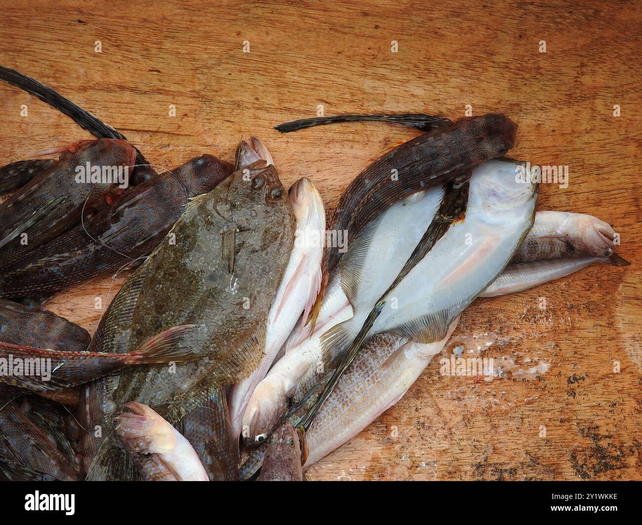 Snakefish (Trachinocephalus myops) Actinopterygii Stock Photo - Alamy