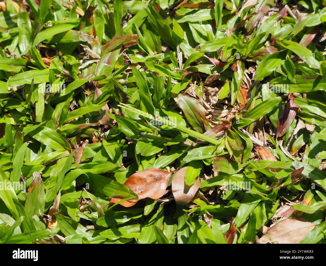 broadleaf carpetgrass (Axonopus compressus) Plantae Stock Photo - Alamy