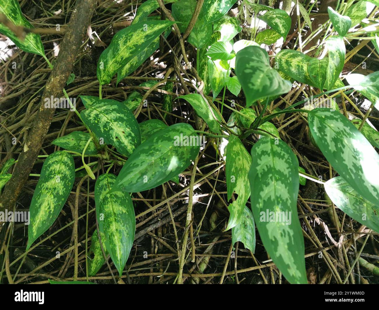 Aglaonema aglaonema commutatum hi-res stock photography and images - Alamy