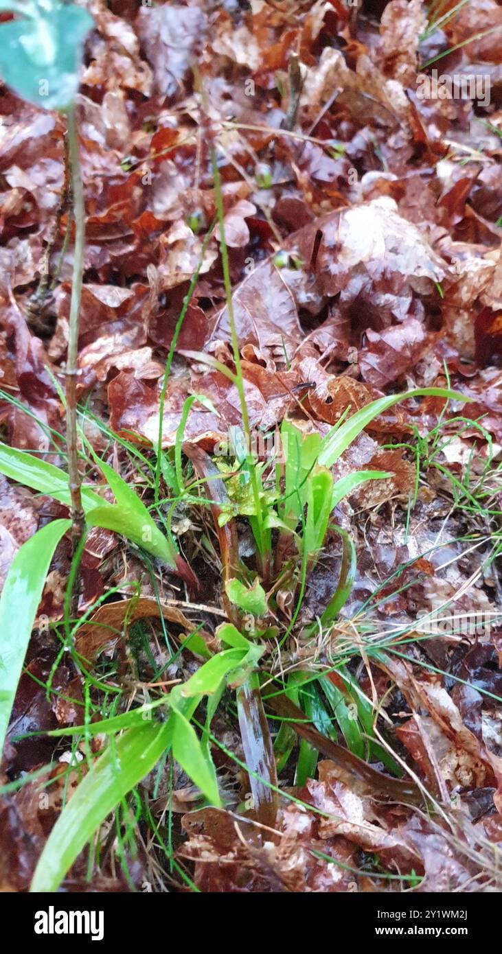 Hairy Woodrush (Luzula pilosa) Plantae Stock Photo - Alamy