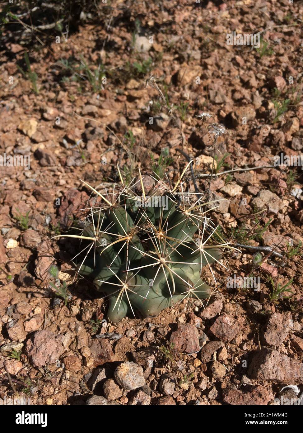 Stout Needle Mulee (Coryphantha robustispina uncinata) Plantae Stock ...