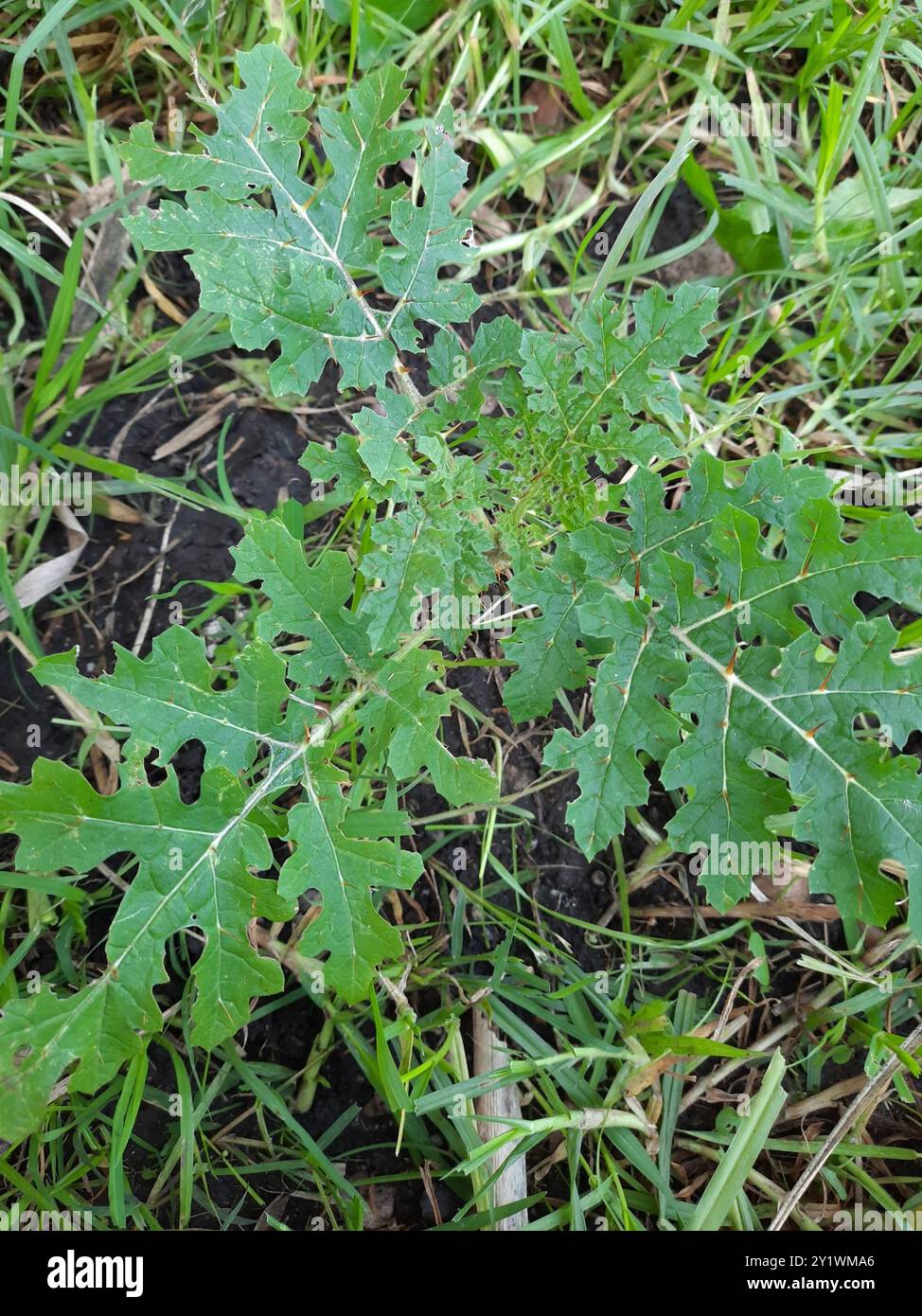 Red Buffalo-bur (Solanum sisymbriifolium) Plantae Stock Photo - Alamy