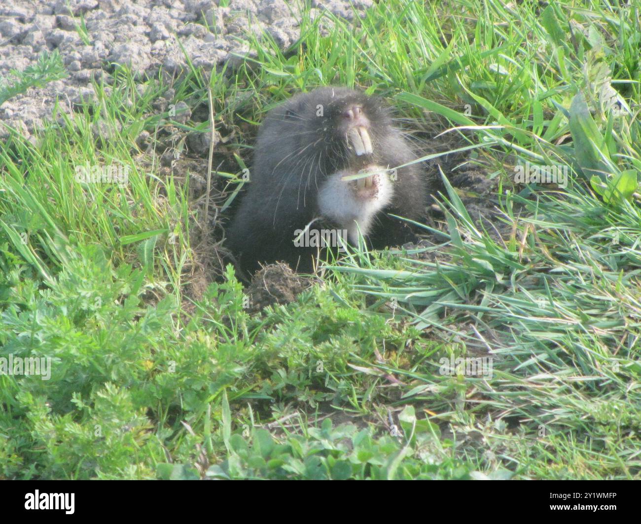 Camas Pocket Gopher (Thomomys bulbivorus) Mammalia Stock Photo - Alamy