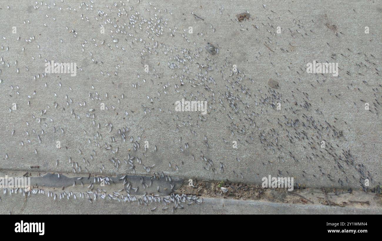 Eastern Subterranean Termite (Reticulitermes flavipes) Insecta Stock ...