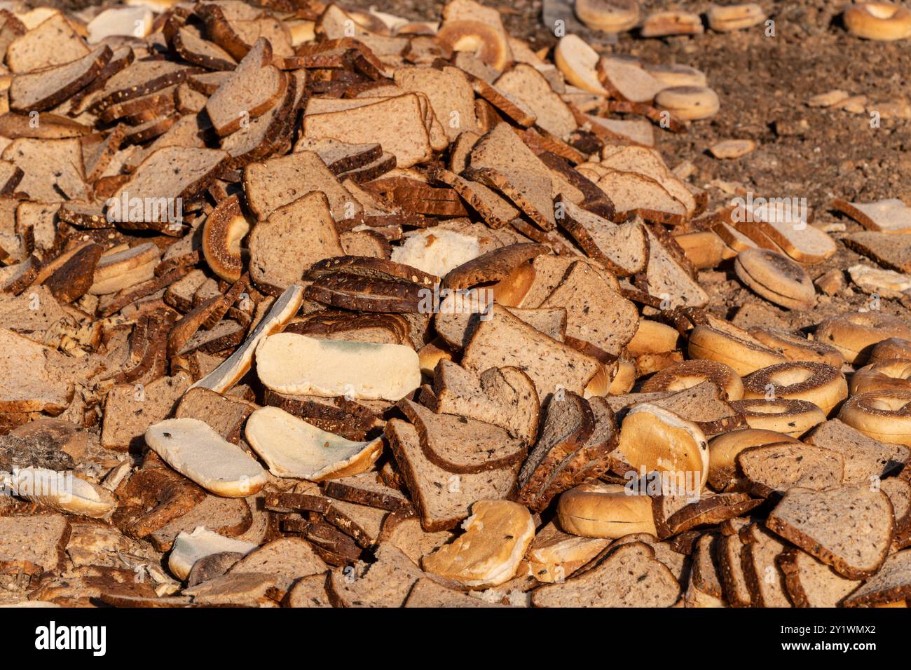 A large pile of discarded bread and bagels on the ground, depicting ...