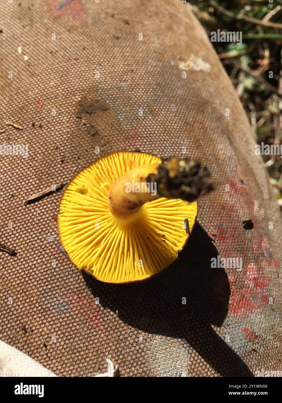 Western Gilled Bolete (Phylloporus arenicola) Fungi Stock Photo - Alamy