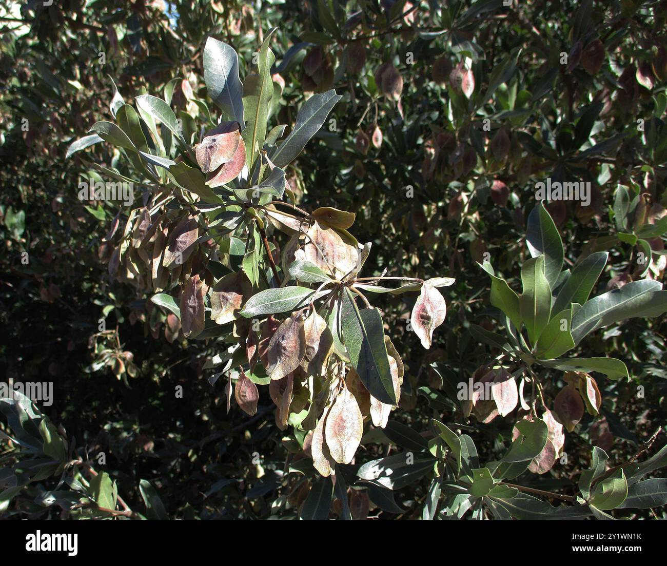 silver terminalia (Terminalia sericea) Plantae Stock Photo - Alamy
