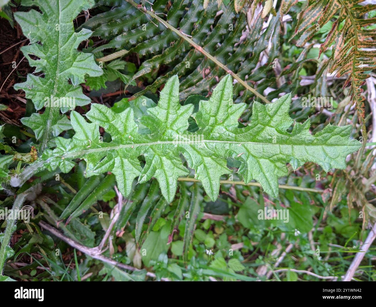 Edible Thistle (Cirsium edule) Plantae Stock Photo - Alamy
