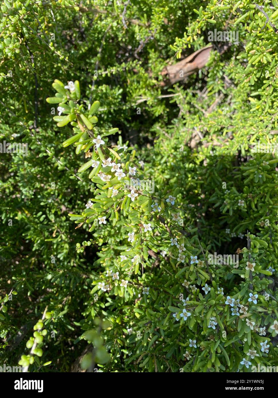California boxthorn (Lycium californicum) Plantae Stock Photo - Alamy