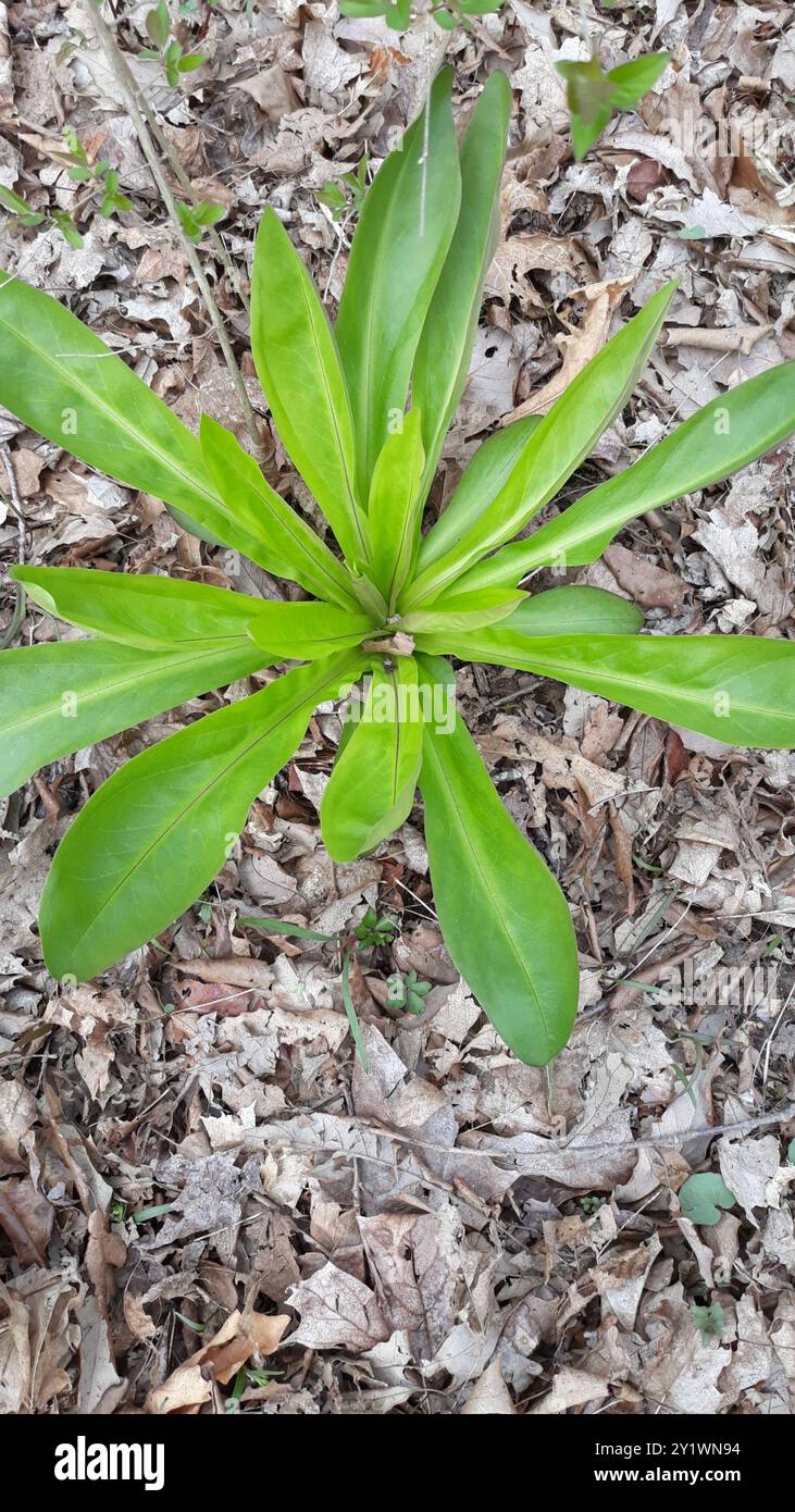 American columbo (Frasera caroliniensis) Plantae Stock Photo - Alamy