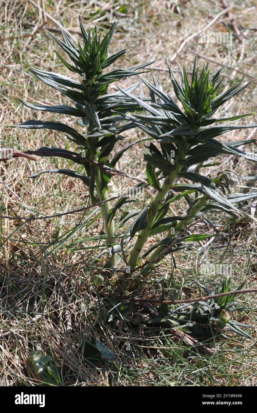 Common Gromwell (Lithospermum officinale) Plantae Stock Photo - Alamy