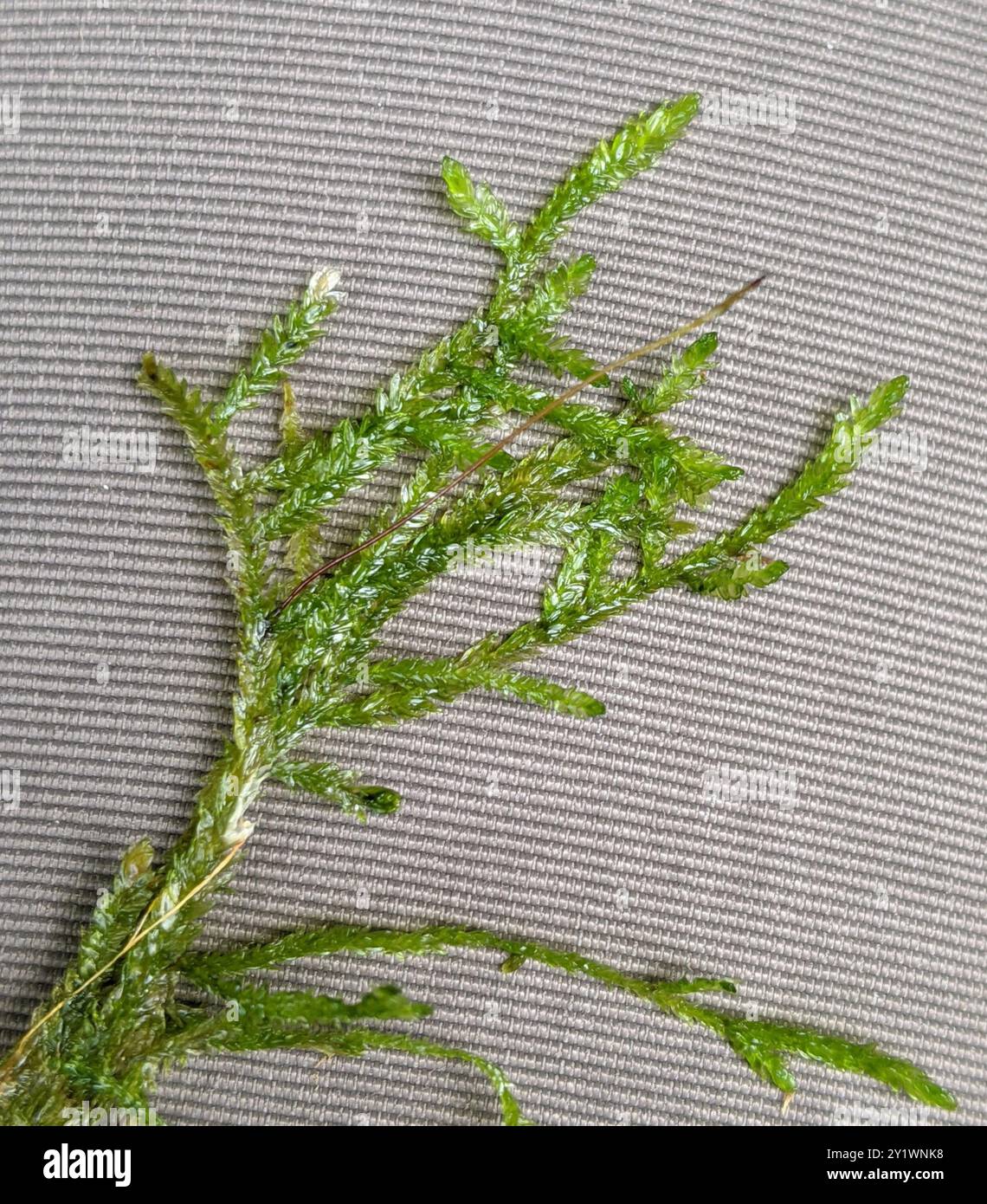 shingle moss (Neckera pennata) Plantae Stock Photo - Alamy