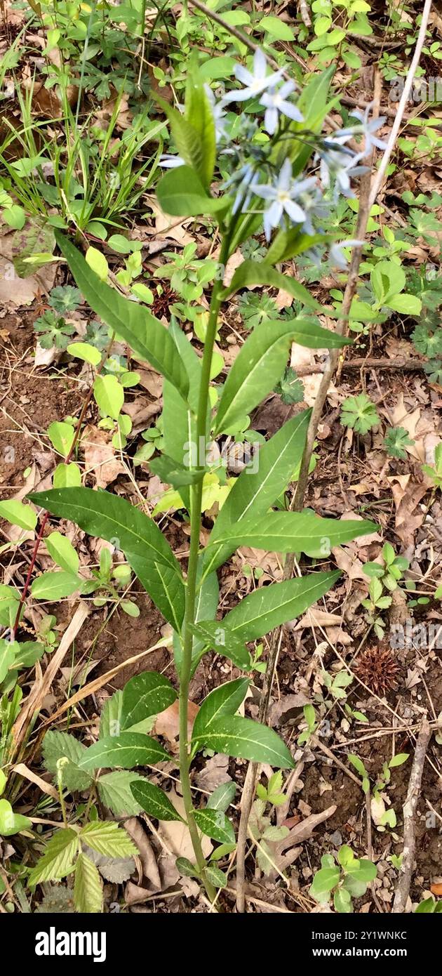 eastern bluestar (Amsonia tabernaemontana) Plantae Stock Photo - Alamy