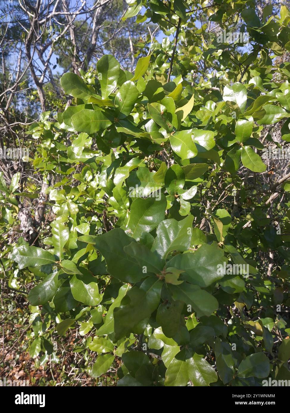 Chapman's Oak (Quercus chapmanii) Plantae Stock Photo - Alamy