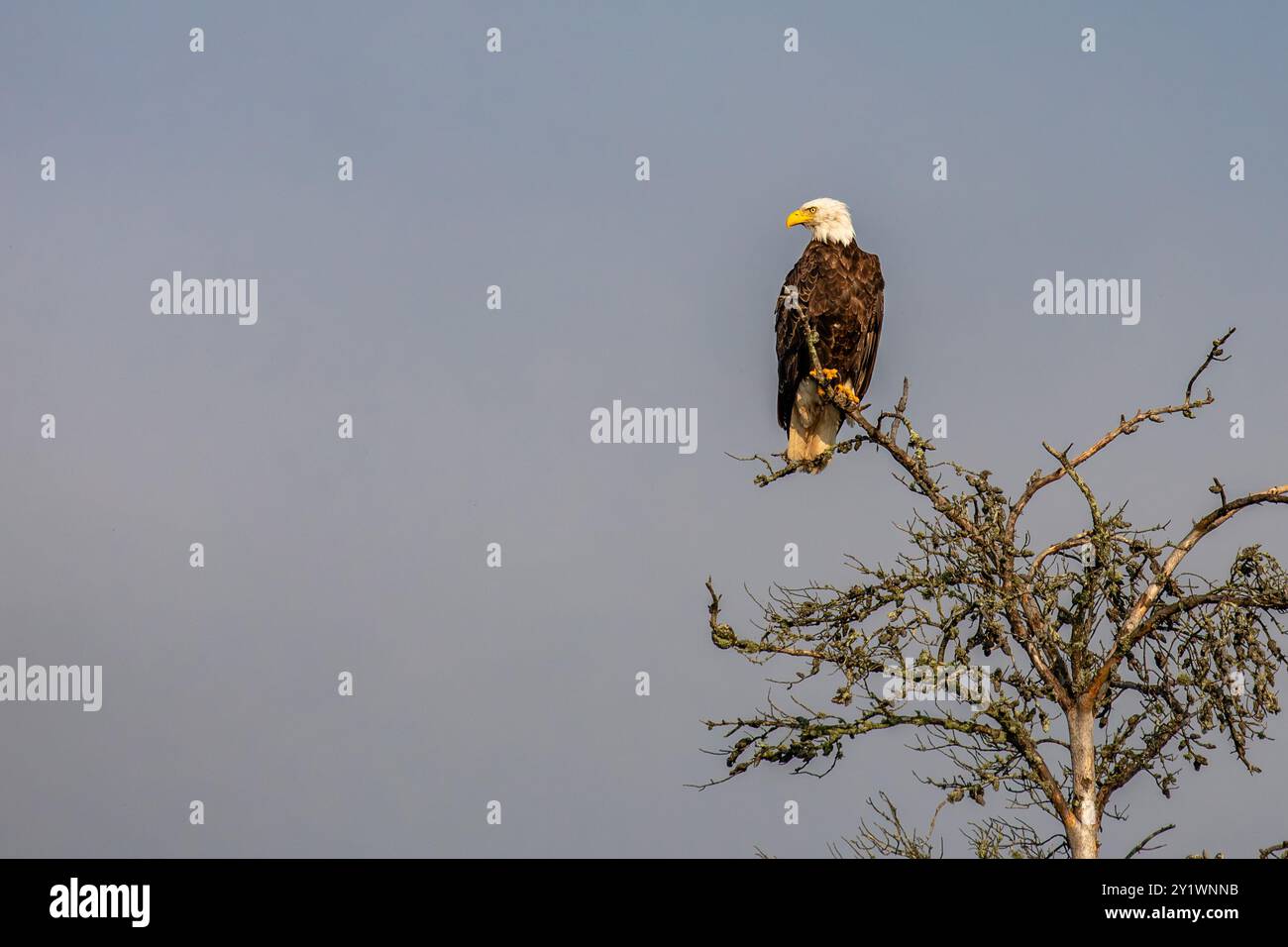 Bald Eagle (Haliaeetus leucocephalus) sub adult, in dead tree with a ...