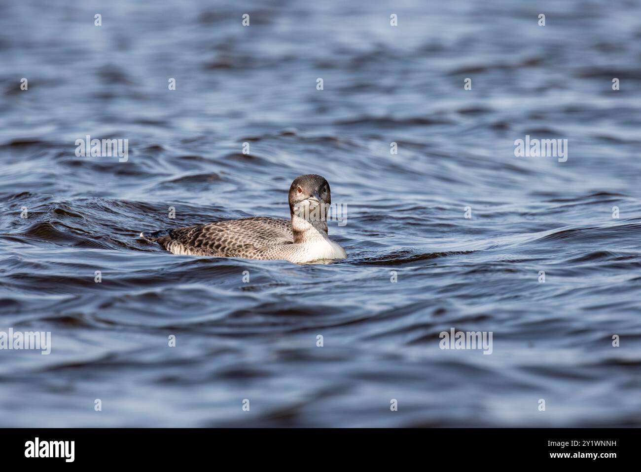 Immature common loon (Gavia immer) on Lake Mohawkskin in August ...