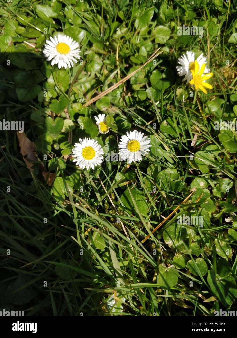 Lawn daisy (Bellis perennis) Plantae Stock Photo - Alamy