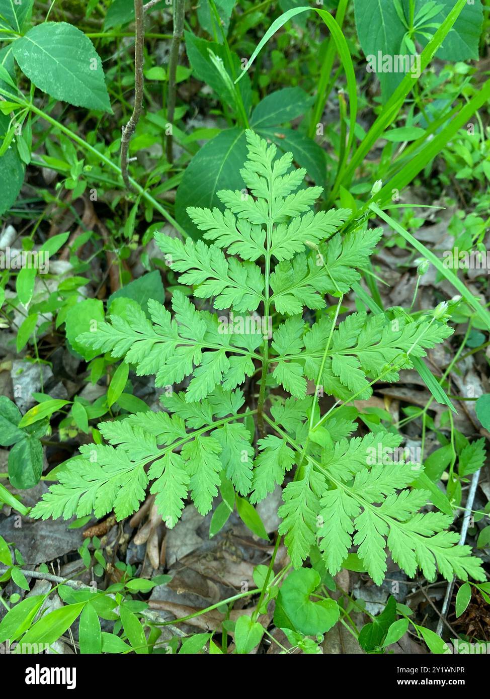 rattlesnake fern (Botrypus virginianus) Plantae Stock Photo - Alamy