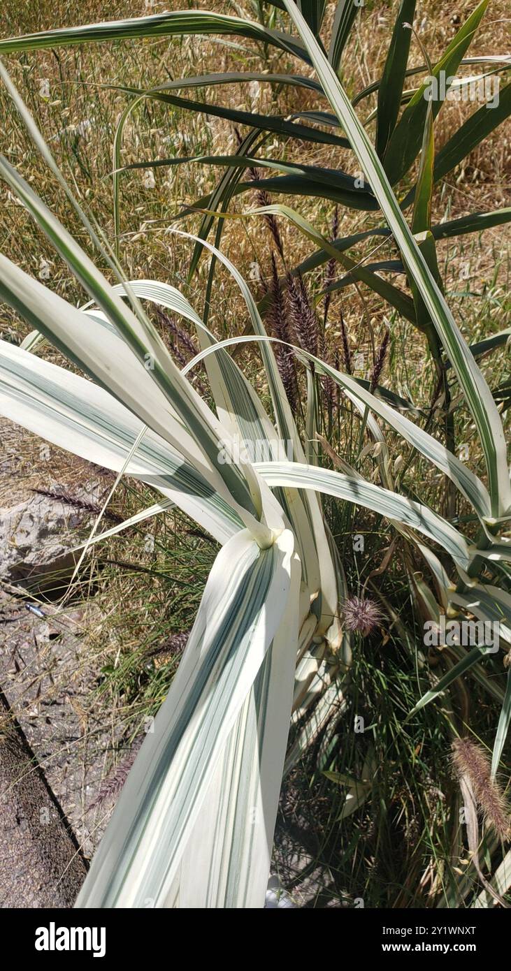 Spanish reed (Arundo donax versicolor) Plantae Stock Photo - Alamy