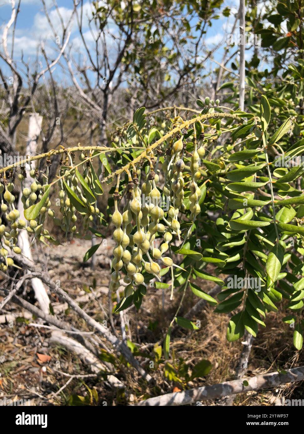Necklace pod (Sophora tomentosa) Plantae Stock Photo - Alamy