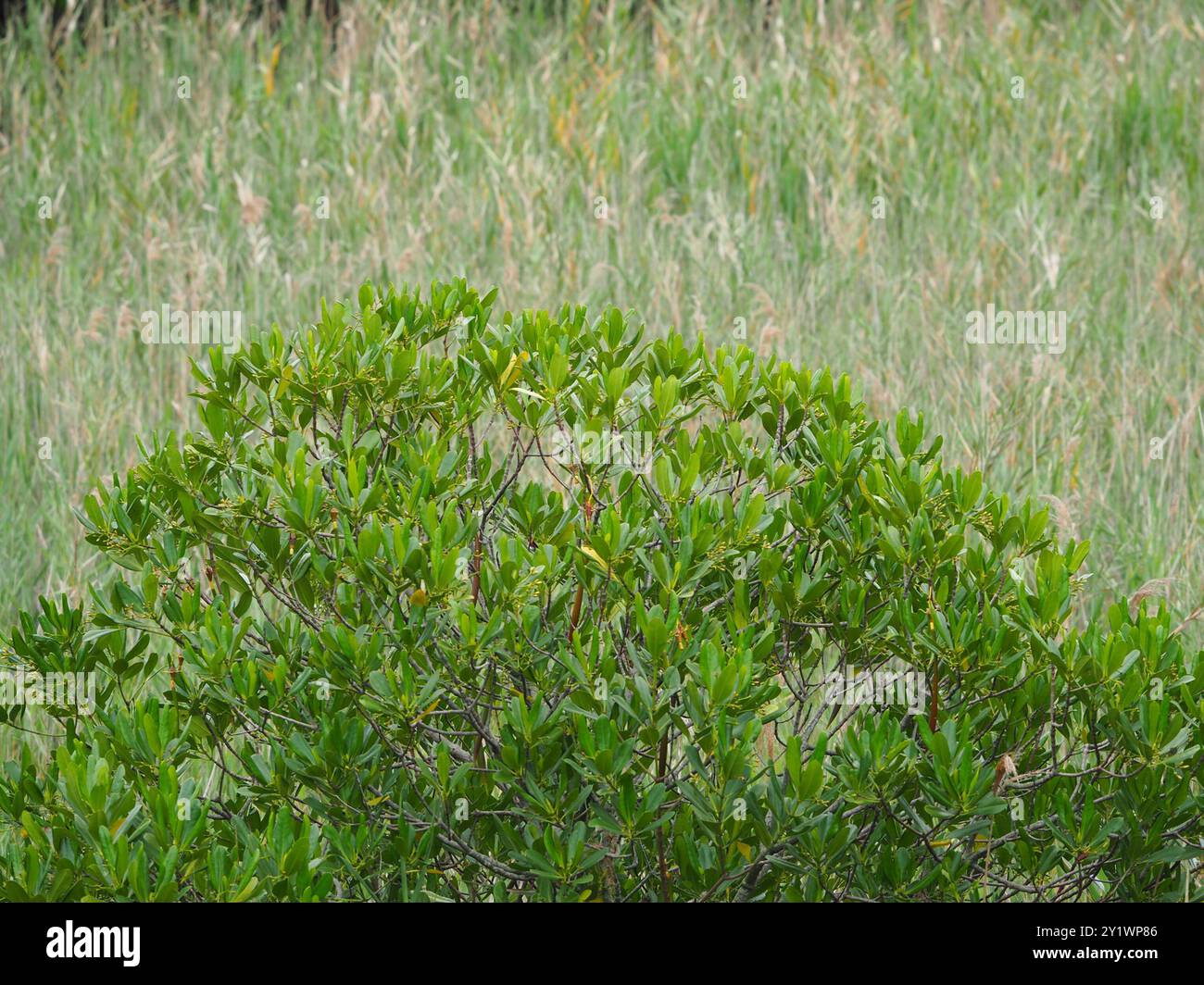 (Kandelia obovata) Plantae Stock Photo - Alamy