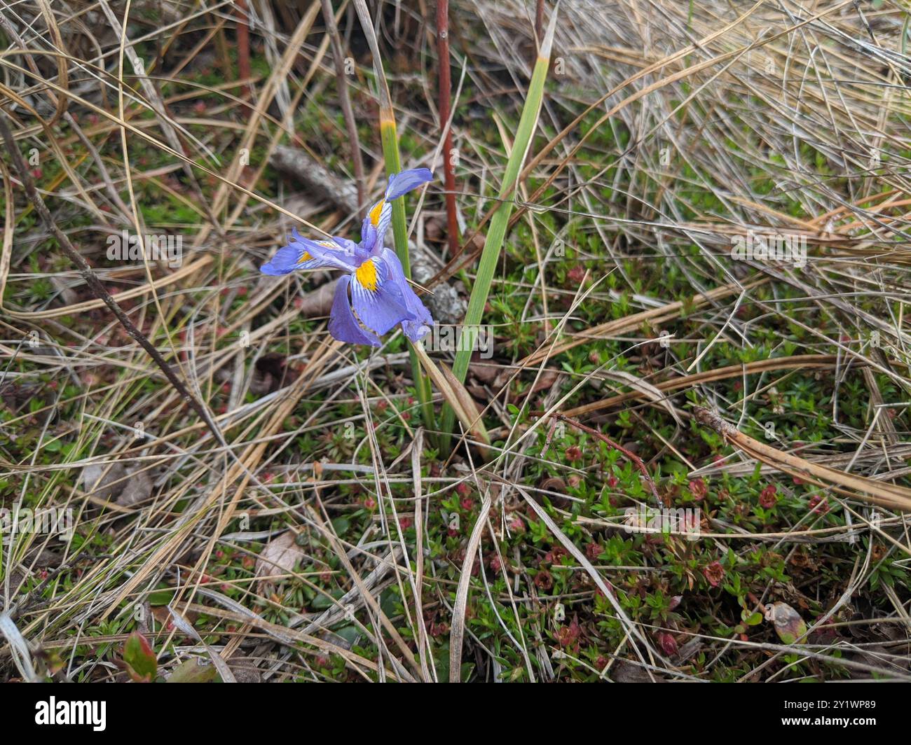 Dwarf Iris (Iris verna) Plantae Stock Photo - Alamy