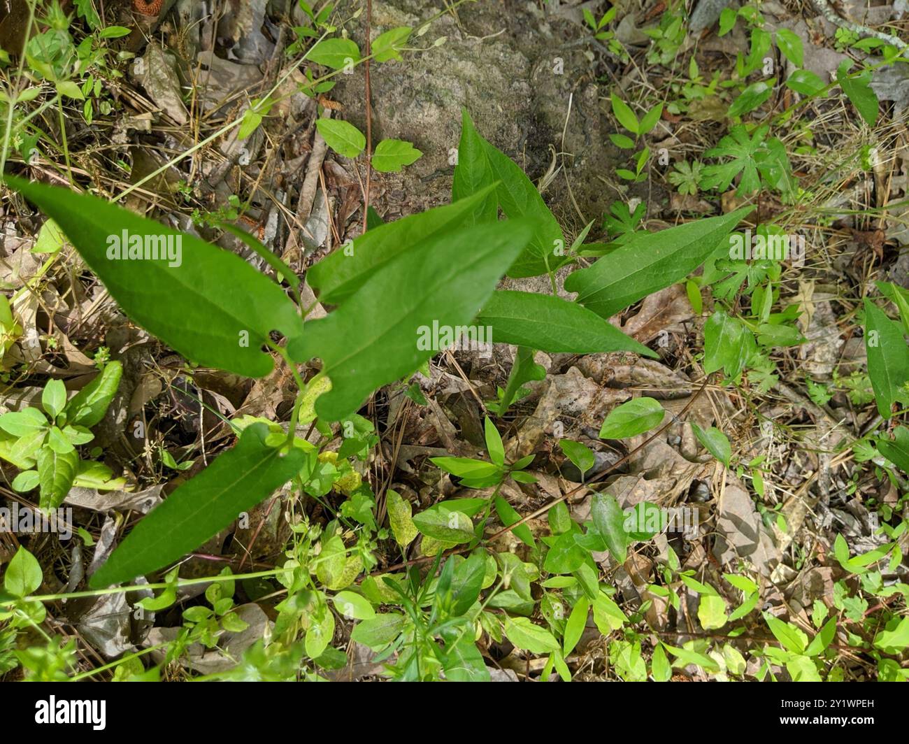 Virginia snakeroot (Aristolochia serpentaria) Plantae Stock Photo - Alamy