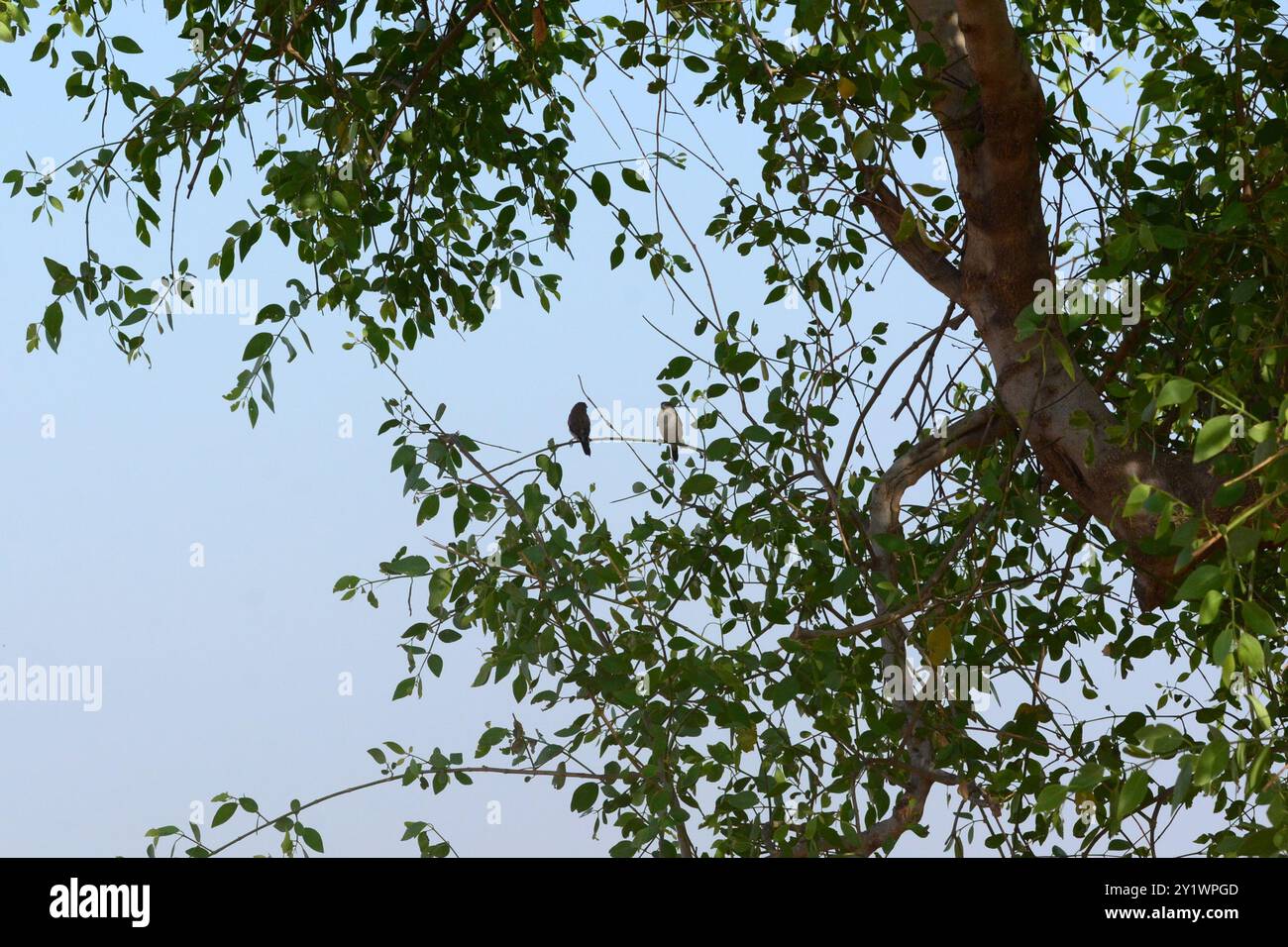 toothbrush tree (Salvadora persica) Plantae Stock Photo - Alamy