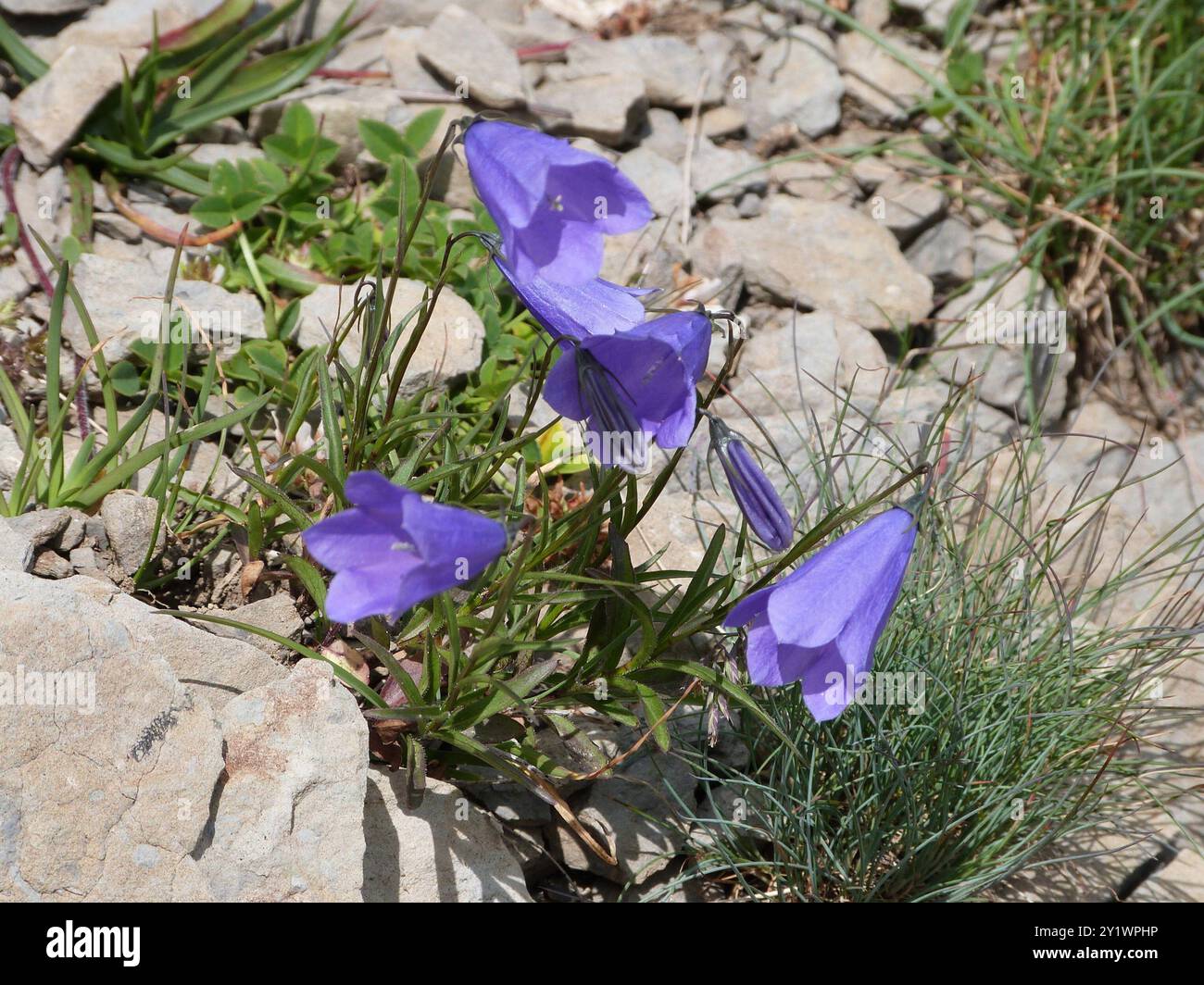 Common Harebell (Campanula rotundifolia) Plantae Stock Photo - Alamy