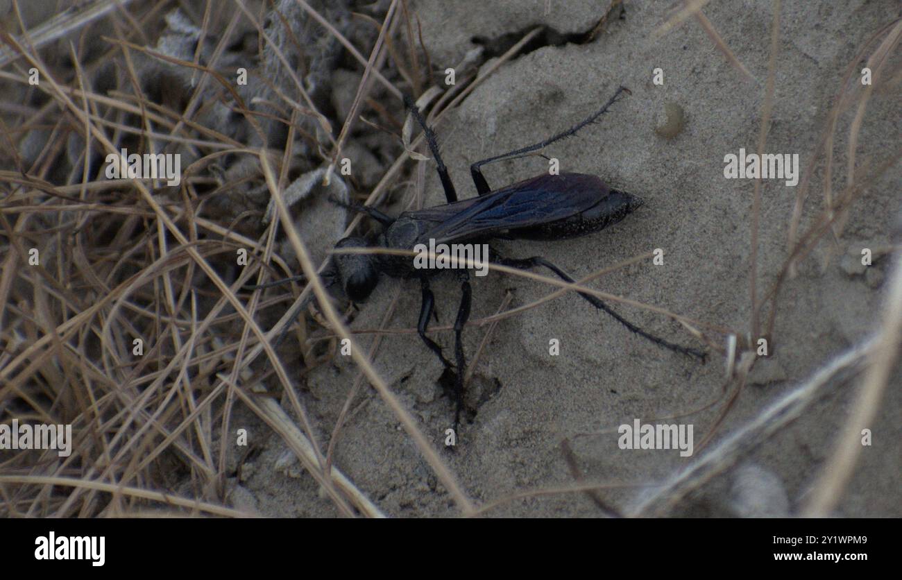 Cutworm Wasps (Podalonia) Insecta Stock Photo - Alamy