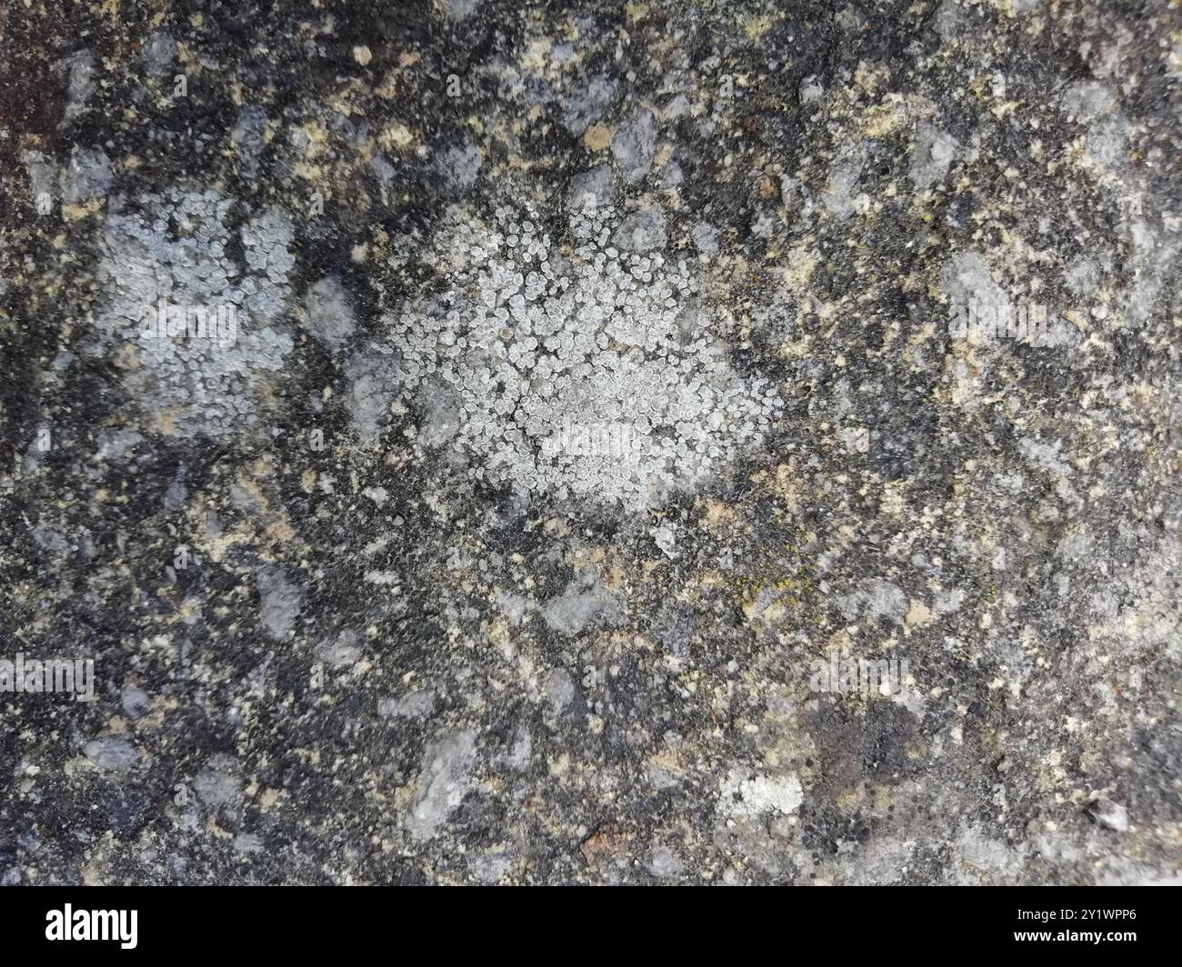 Chiseled Sunken Disk Lichen (Circinaria contorta) Fungi Stock Photo - Alamy