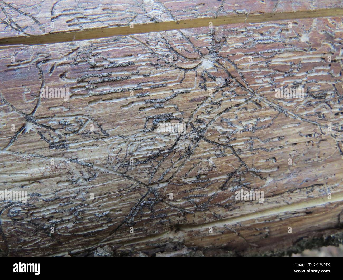 Engraver Beetles (Ips) Insecta Stock Photo - Alamy