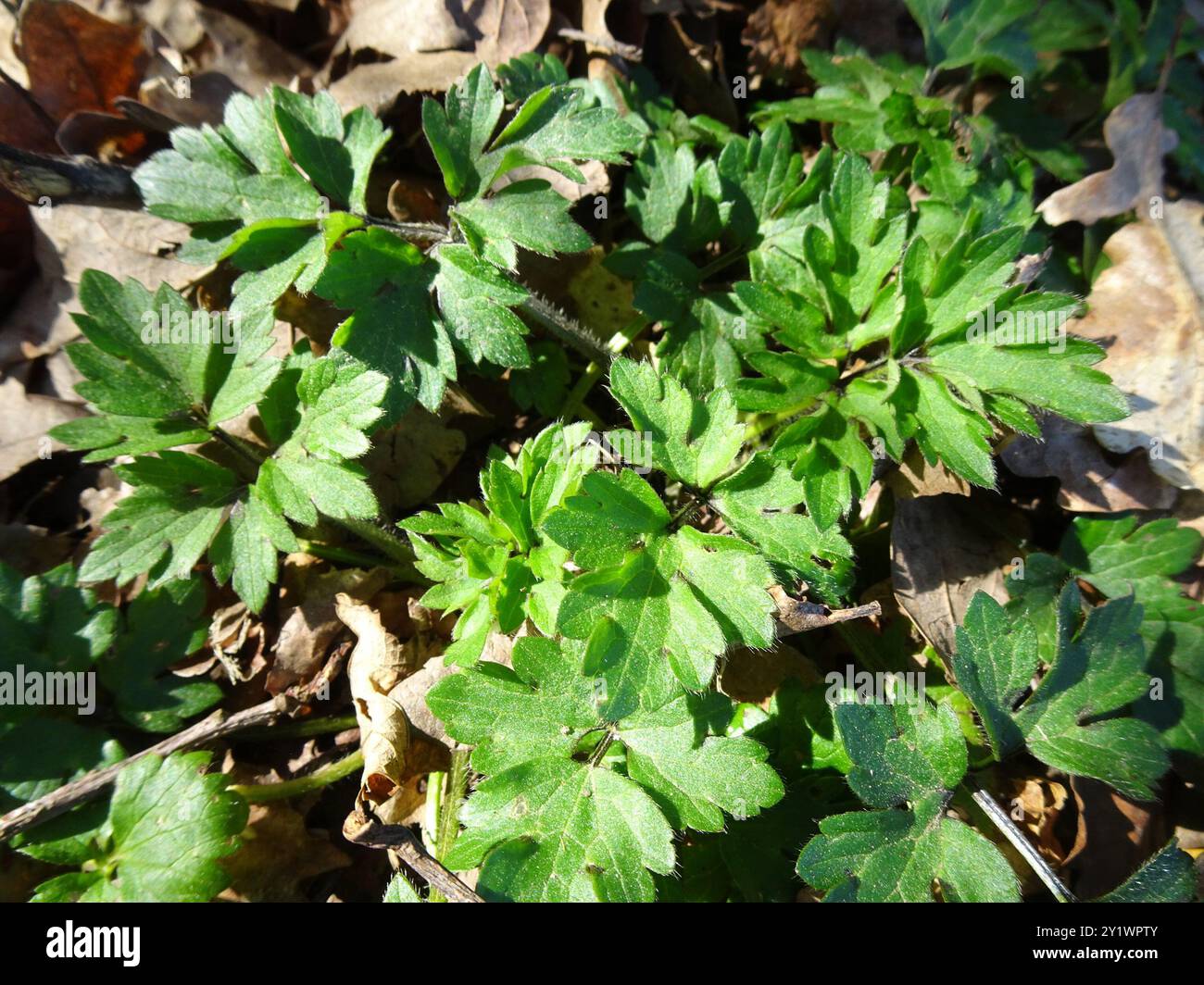 Creeping buttercup (Ranunculus repens) Plantae Stock Photo - Alamy