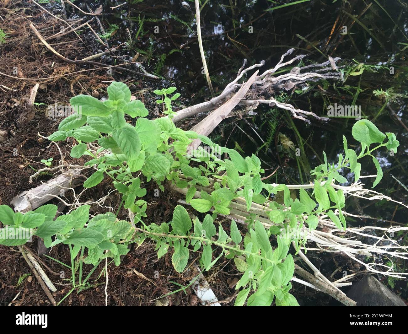 Bushy Lippia (Lippia alba) Plantae Stock Photo - Alamy