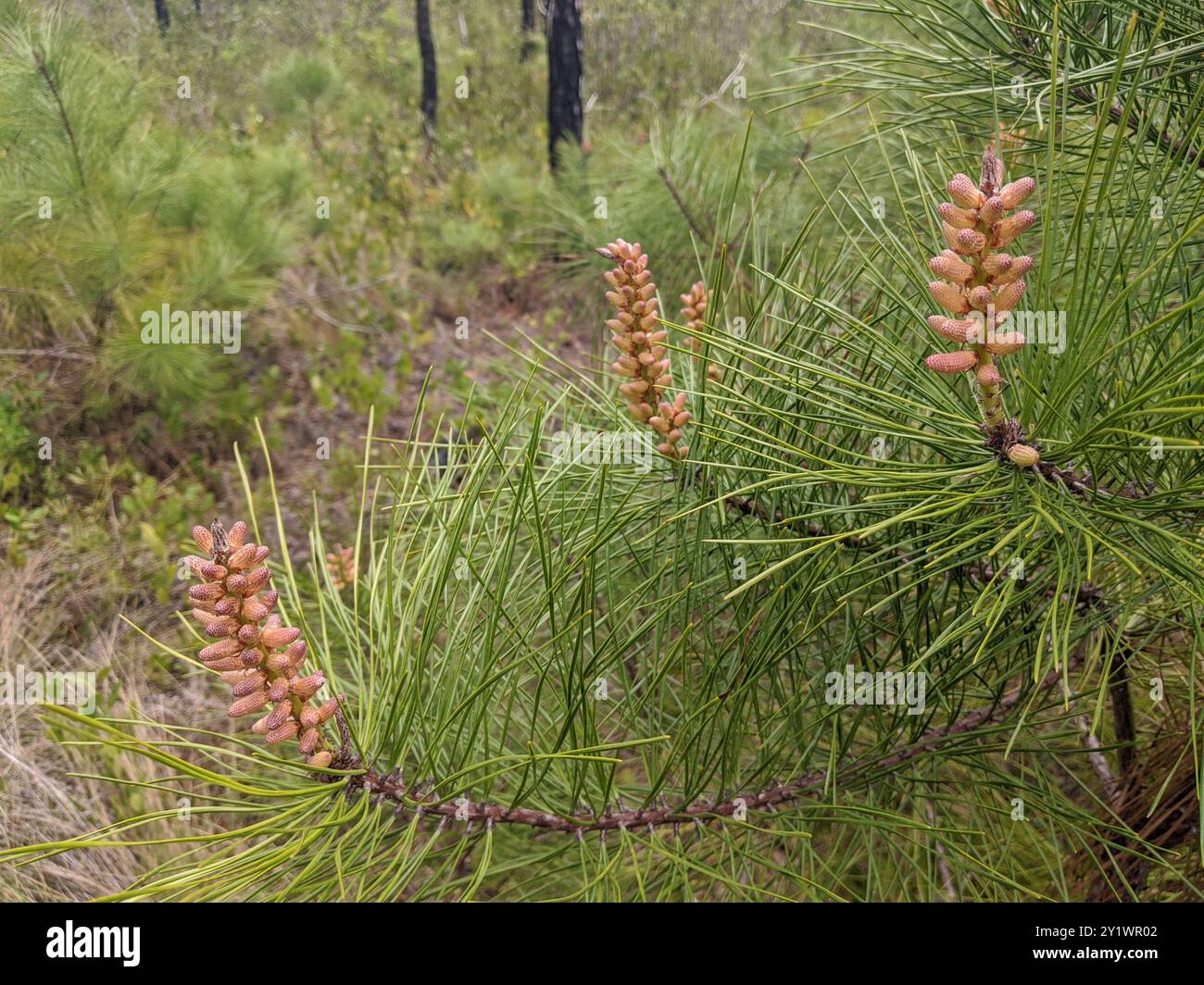 pond pine (Pinus serotina) Plantae Stock Photo - Alamy