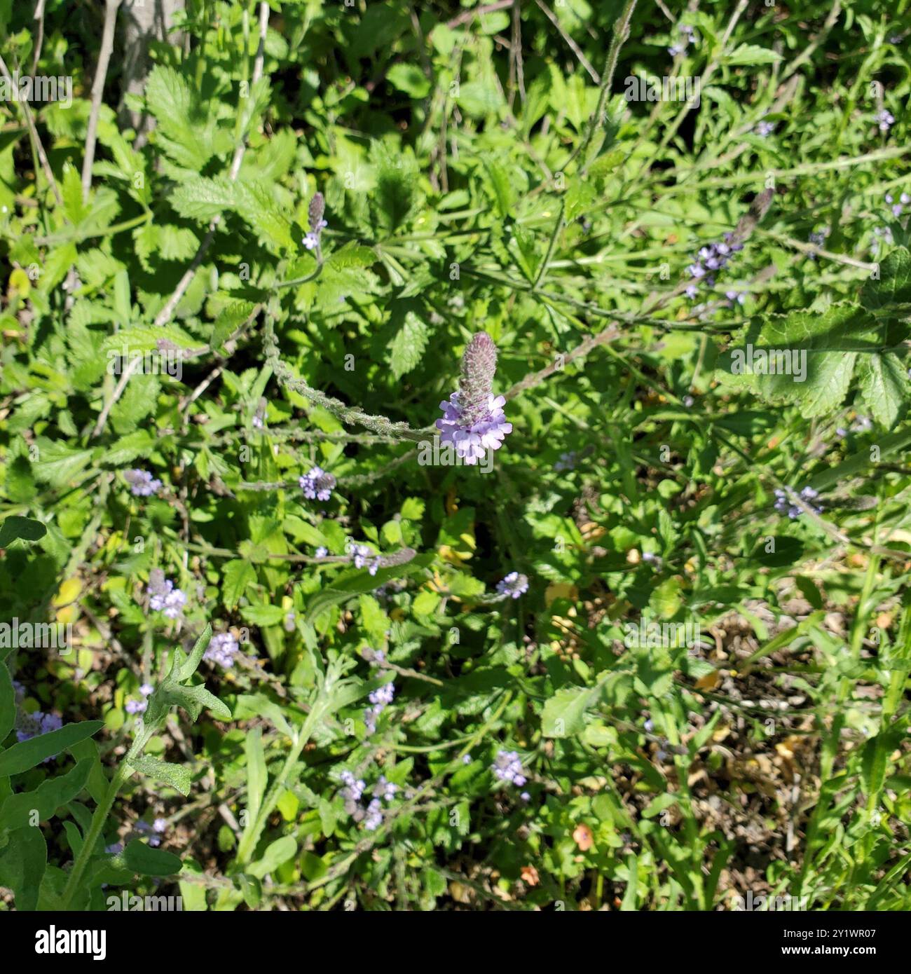 western vervain (Verbena lasiostachys) Plantae Stock Photo - Alamy