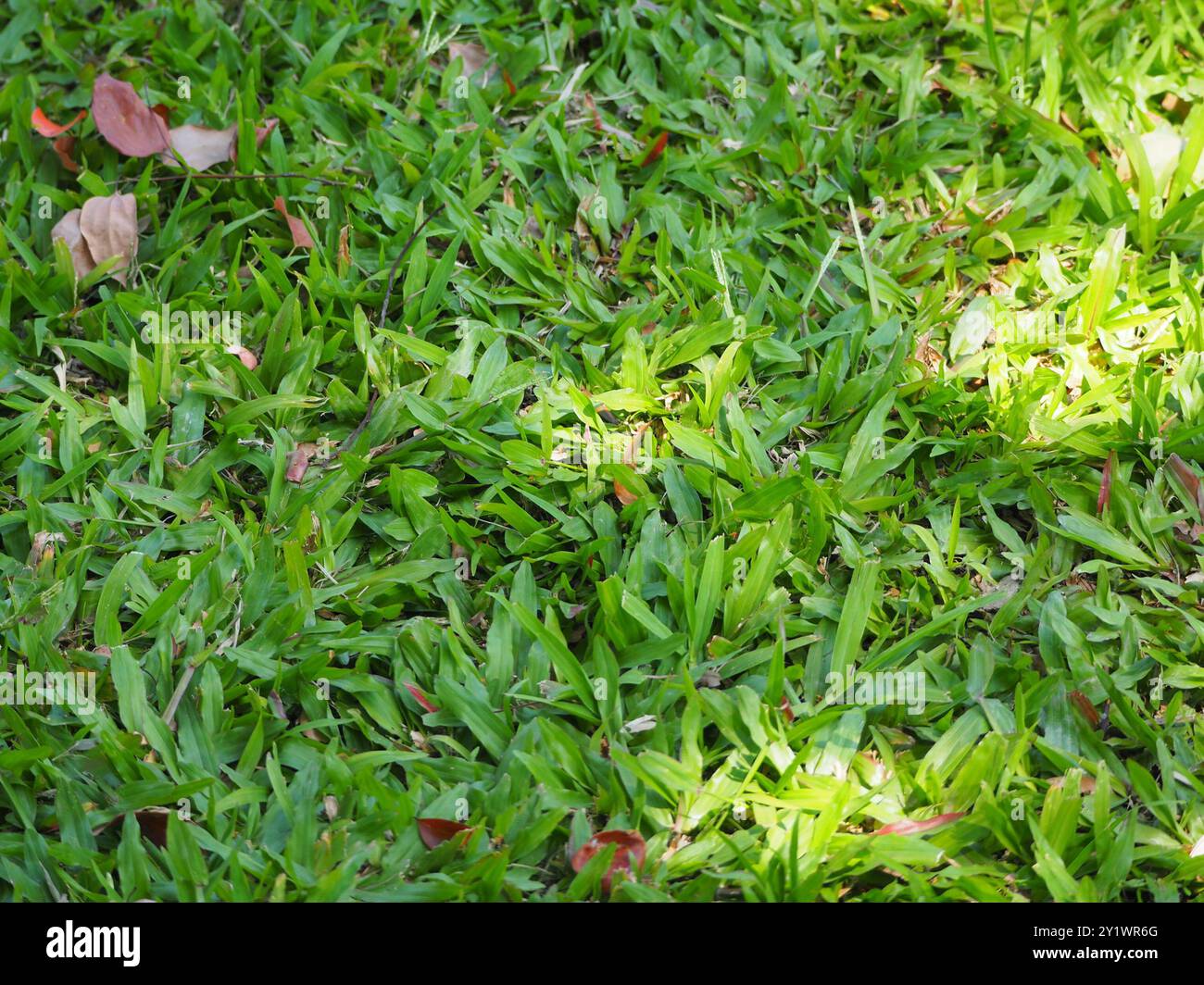 broadleaf carpetgrass (Axonopus compressus) Plantae Stock Photo - Alamy
