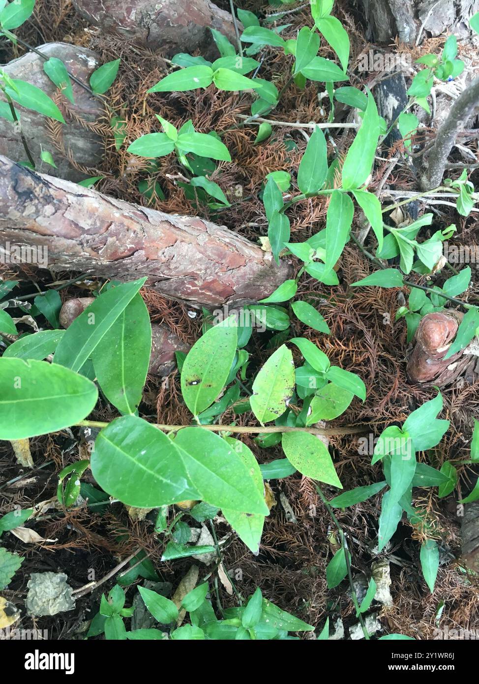 Pond Apple (Annona glabra) Plantae Stock Photo - Alamy