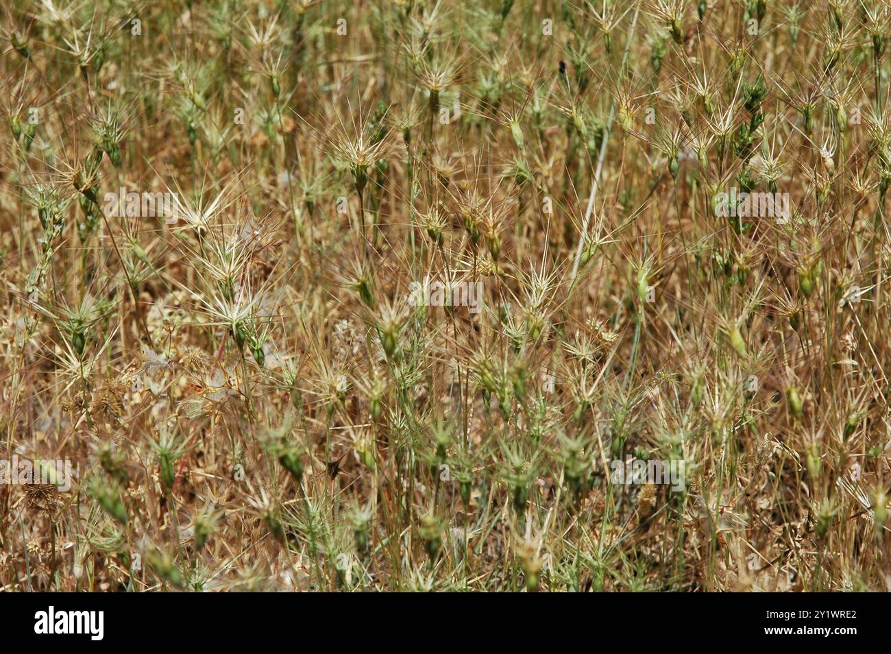ovate goat grass (Aegilops geniculata) Plantae Stock Photo - Alamy