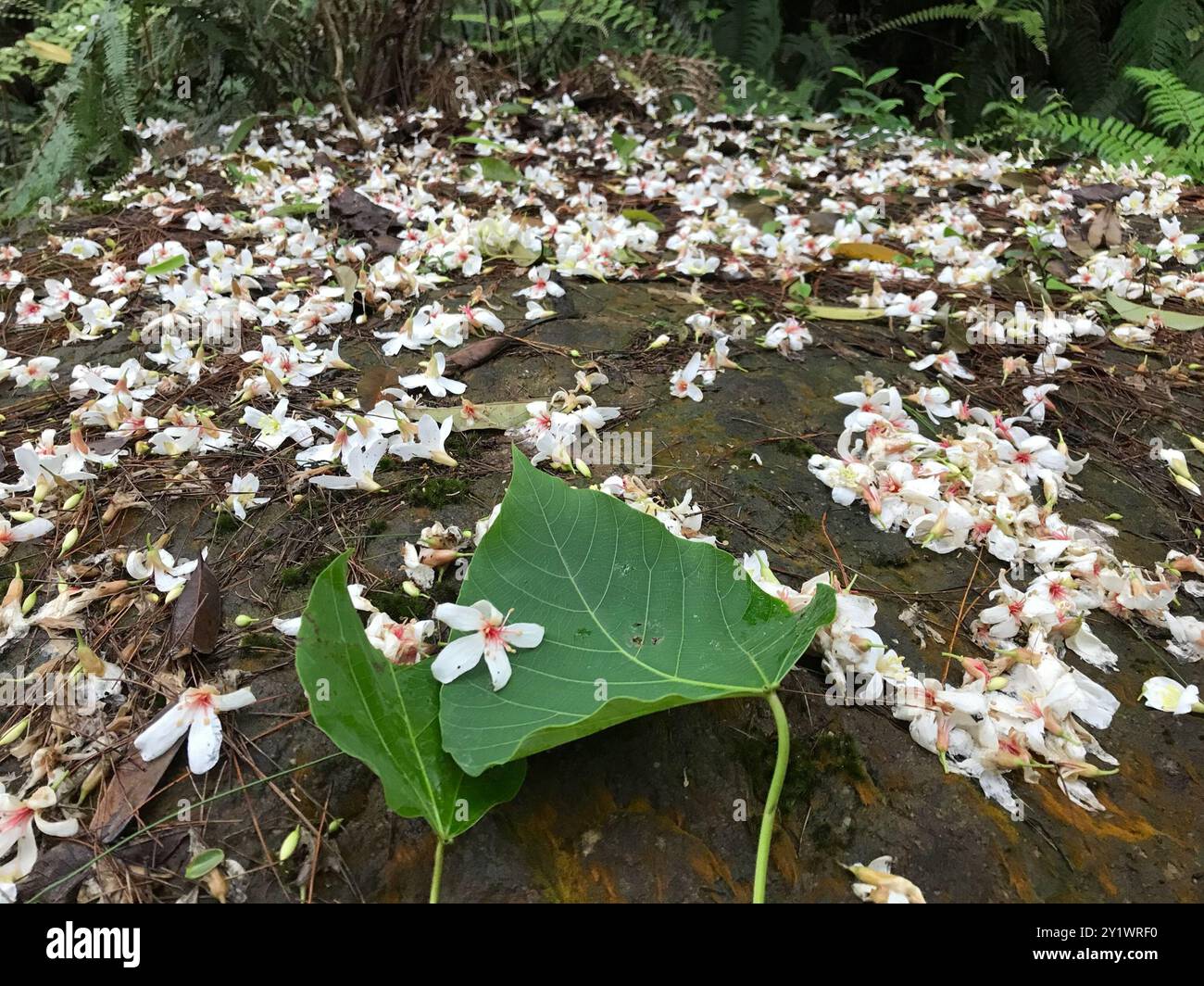 mu oil tree (Vernicia montana) Plantae Stock Photo - Alamy