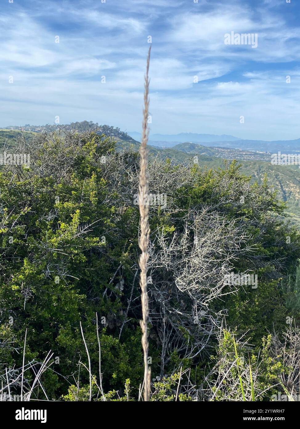 giant wild rye (Leymus condensatus) Plantae Stock Photo - Alamy