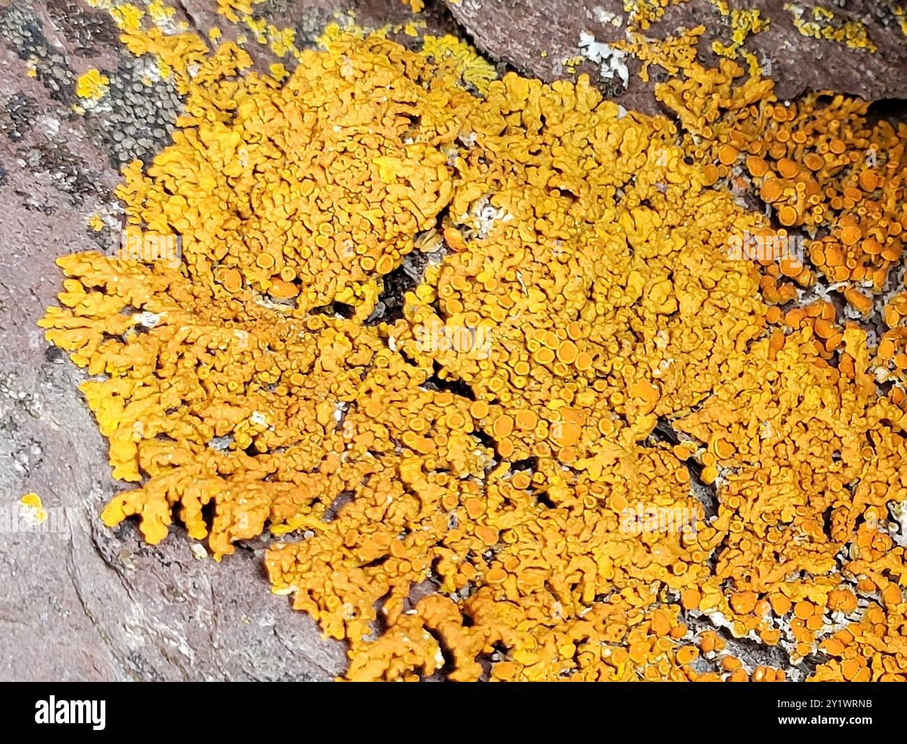 Pin-cushion Sunburst Lichen (Polycauliona polycarpa) Fungi Stock Photo ...