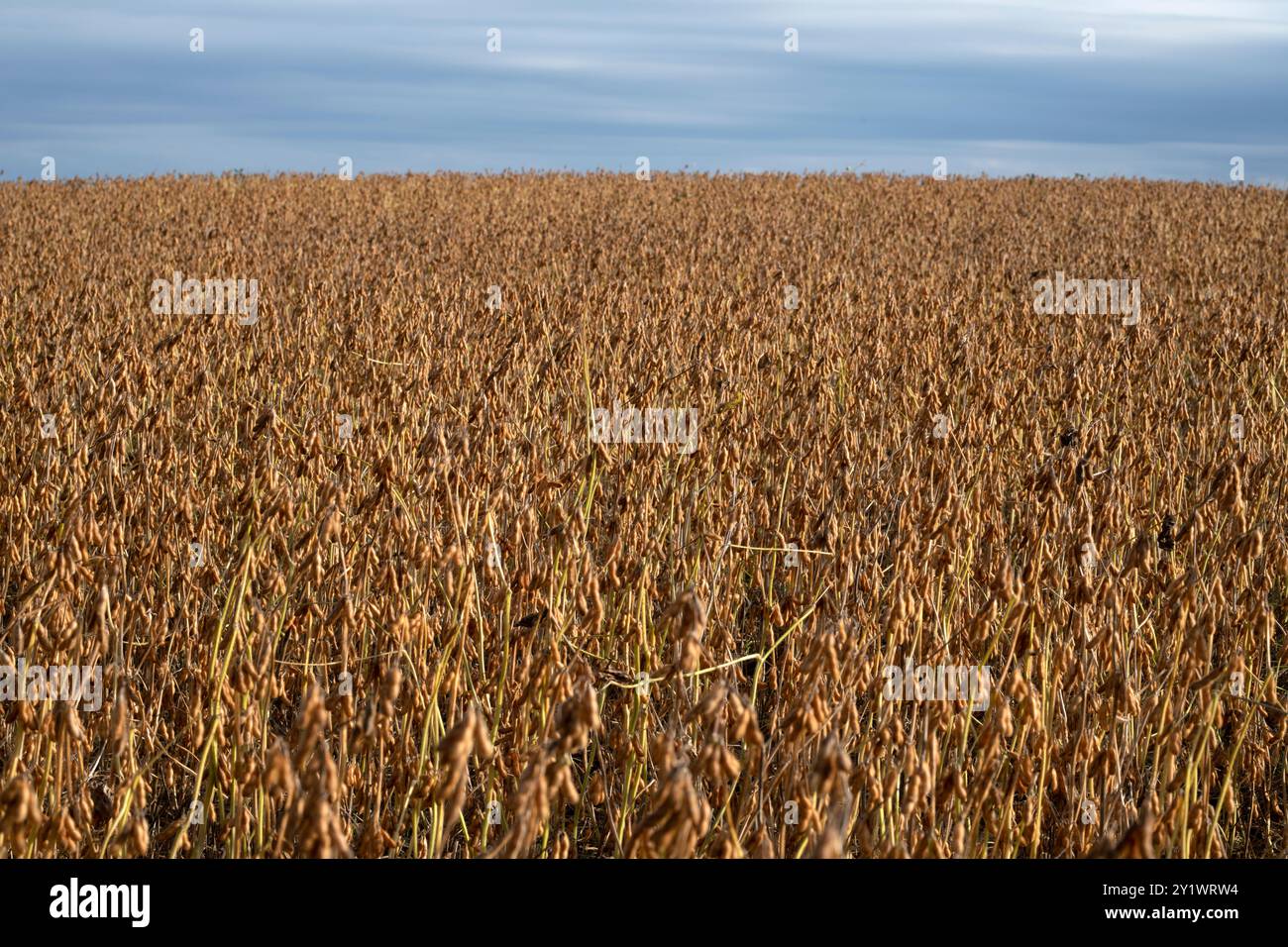 Mature golden soybean plants hi-res stock photography and images - Alamy