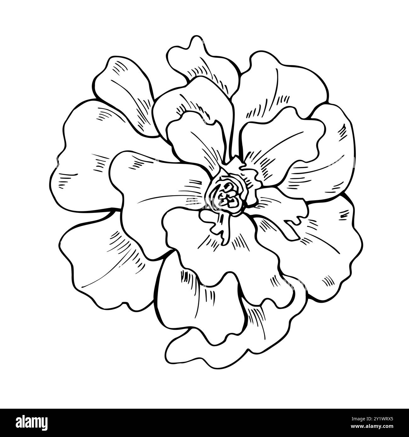 Marigold flower head line art vector illustration isolated on white ...