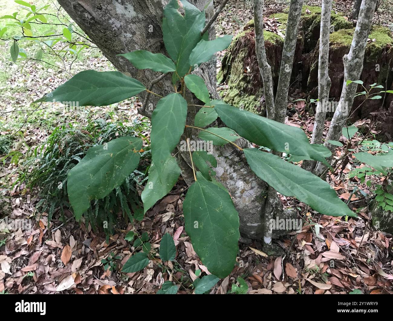 Kamala (Mallotus philippensis) Plantae Stock Photo - Alamy
