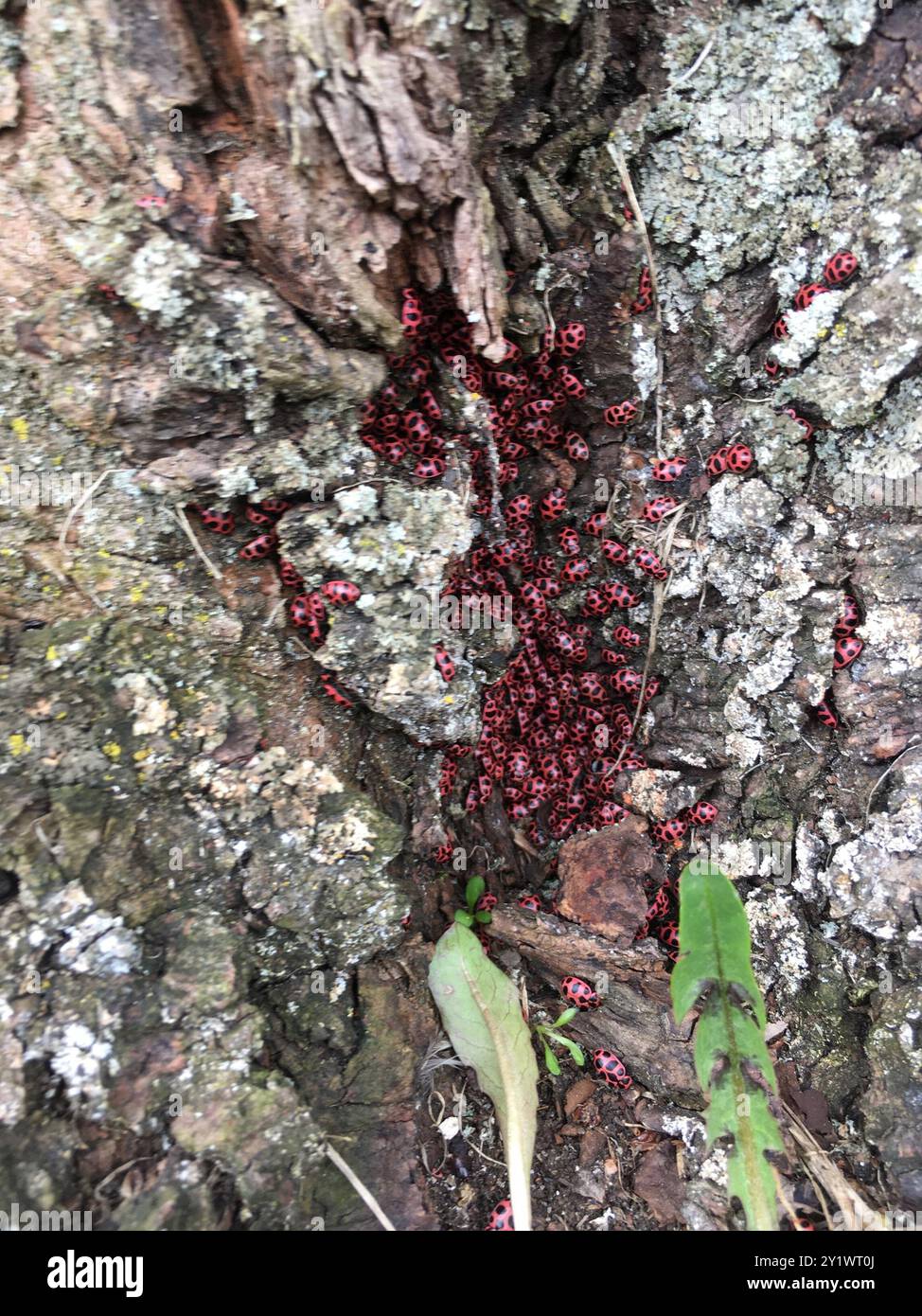 Spotted Pink Lady Beetle (Coleomegilla maculata) Insecta Stock Photo ...