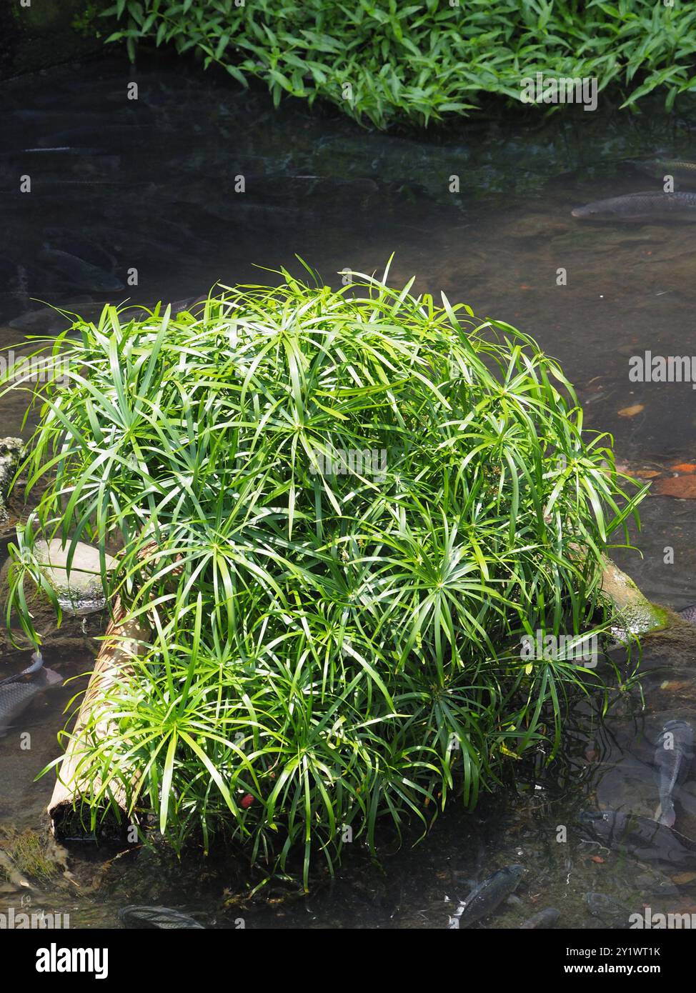 Umbrella papyrus (Cyperus alternifolius flabelliformis) Plantae Stock ...